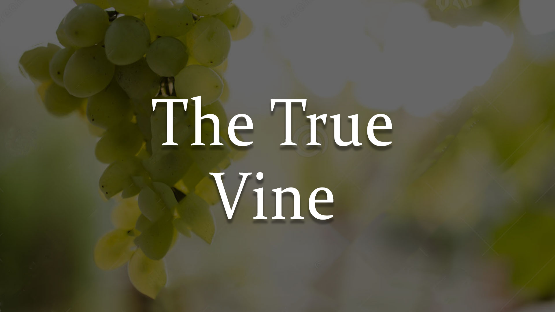 I Am the True Vine - Ottawa Church of Christ
